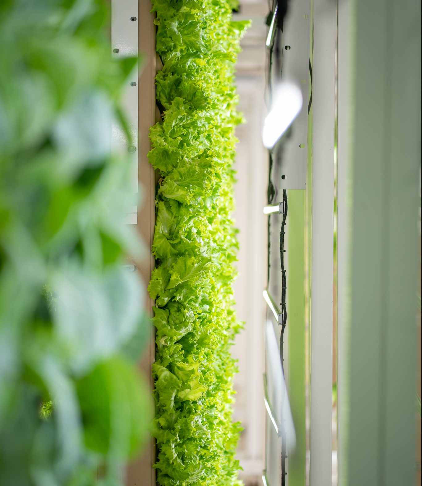 About | The Clean Food Company